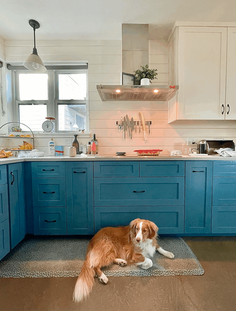 5 Pet-Friendly Kitchen Remodeling Ideas